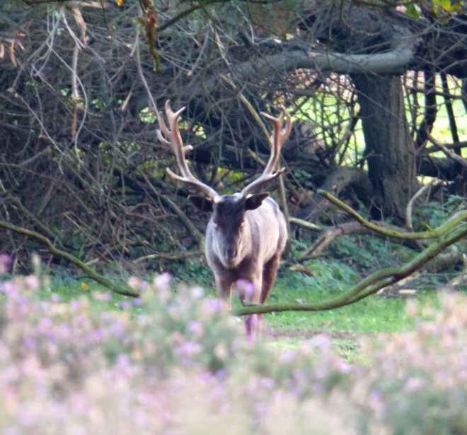 The King Stag – Down the Forest Path