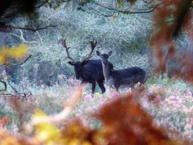 The King Stag – Down the Forest Path