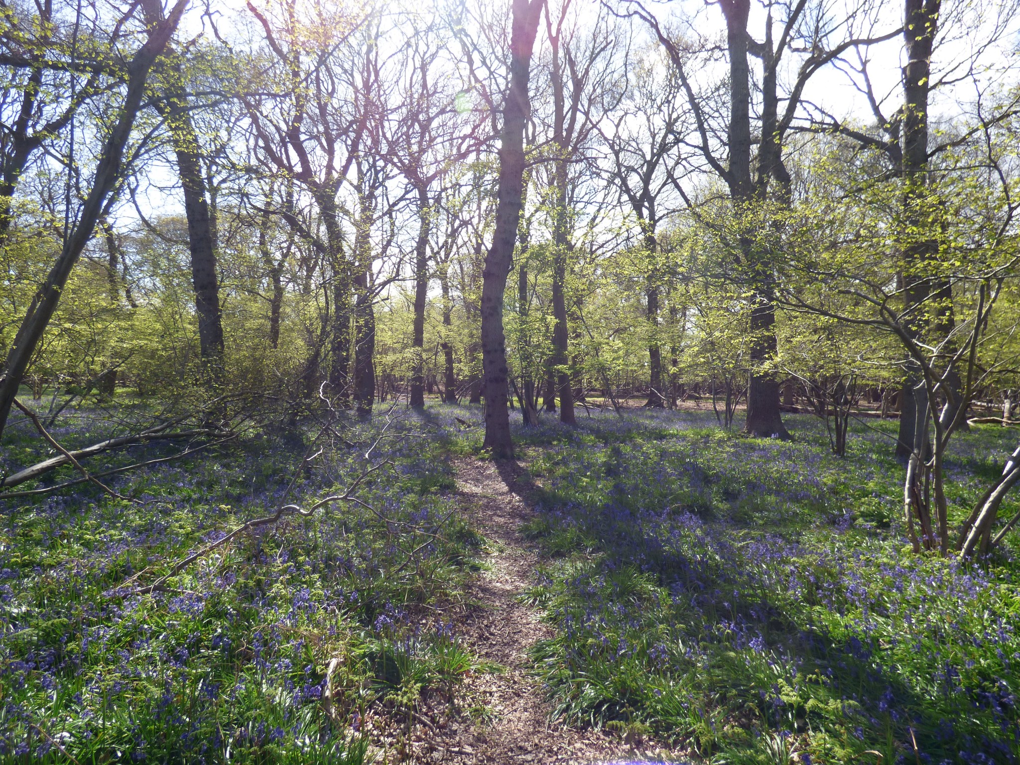 Learning Curve – Down the Forest Path