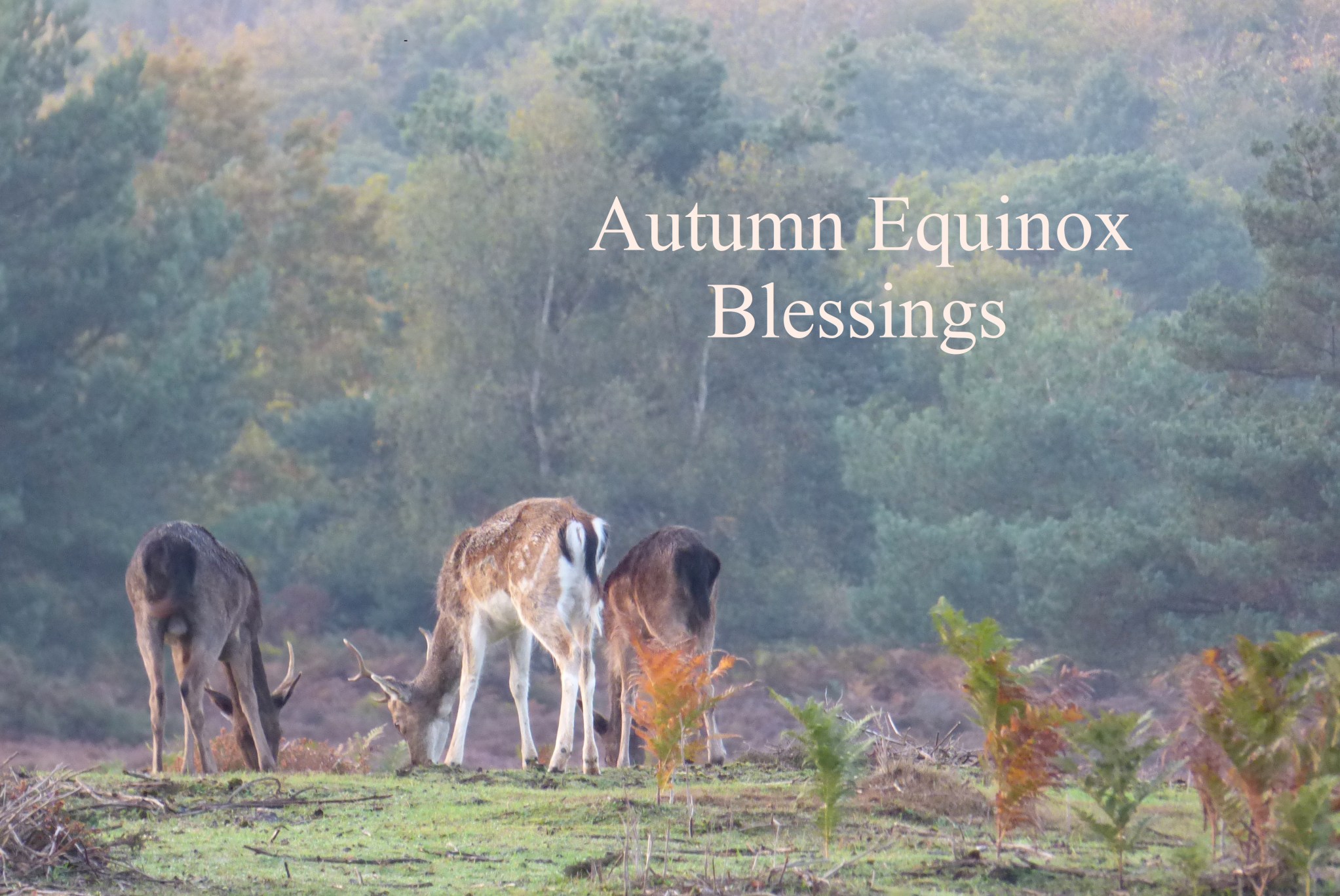Autumn Equinox Ritual – Down the Forest Path