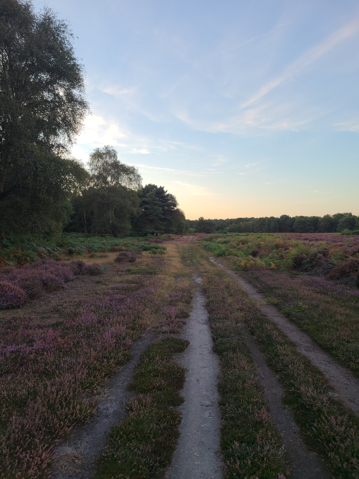 Harvest Moon Blessings – Down the Forest Path