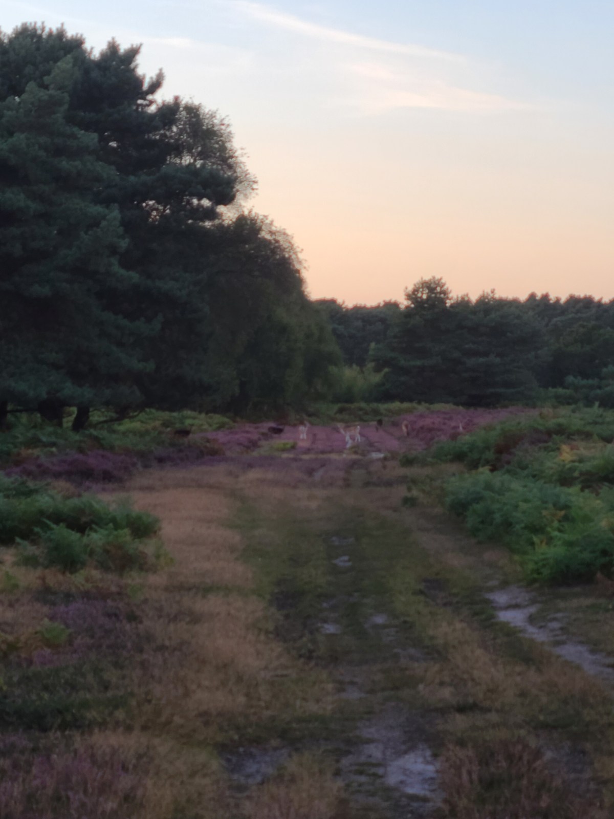 Harvest Moon Blessings – Down the Forest Path