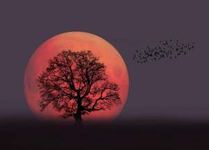 September Full Moon and Eclipse Magick – Down the Forest Path