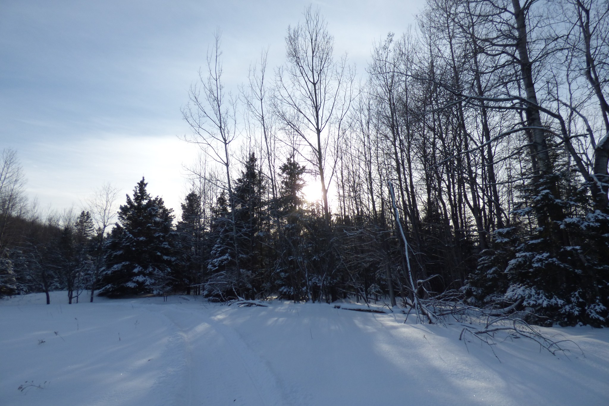 Down the Forest Path – A Journey Through Nature, its Magic and Mystery